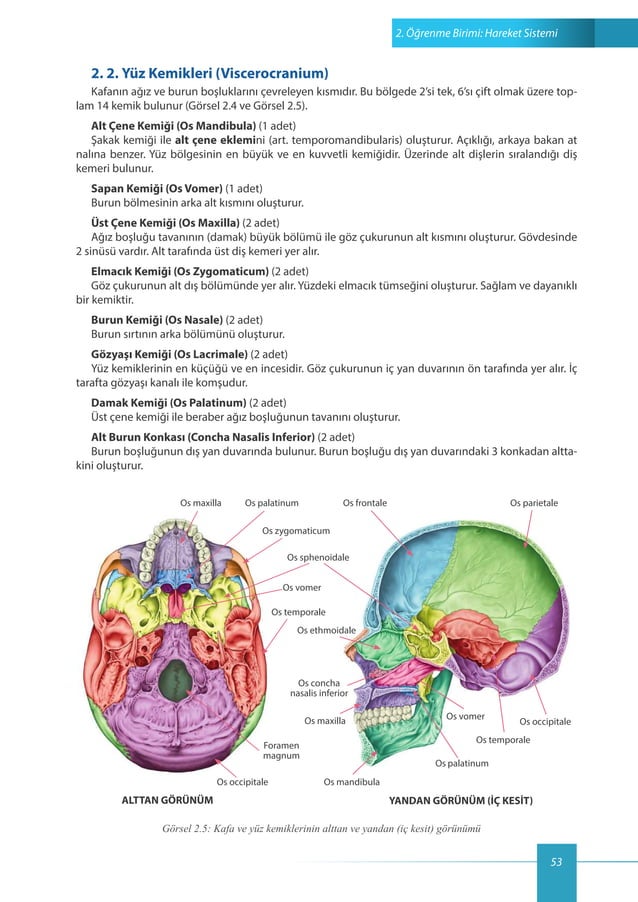 9.sınıf anatomi ve fizyoloji kitabı | PPT