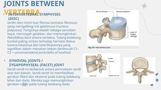 ANATOMI VERTEBRA cervical, thoracal, lumbal | PPTX