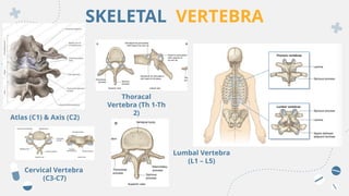 ANATOMI VERTEBRA cervical, thoracal, lumbal | PPTX