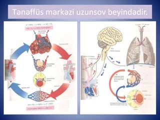 Anatomiya tenefusi | PPTX