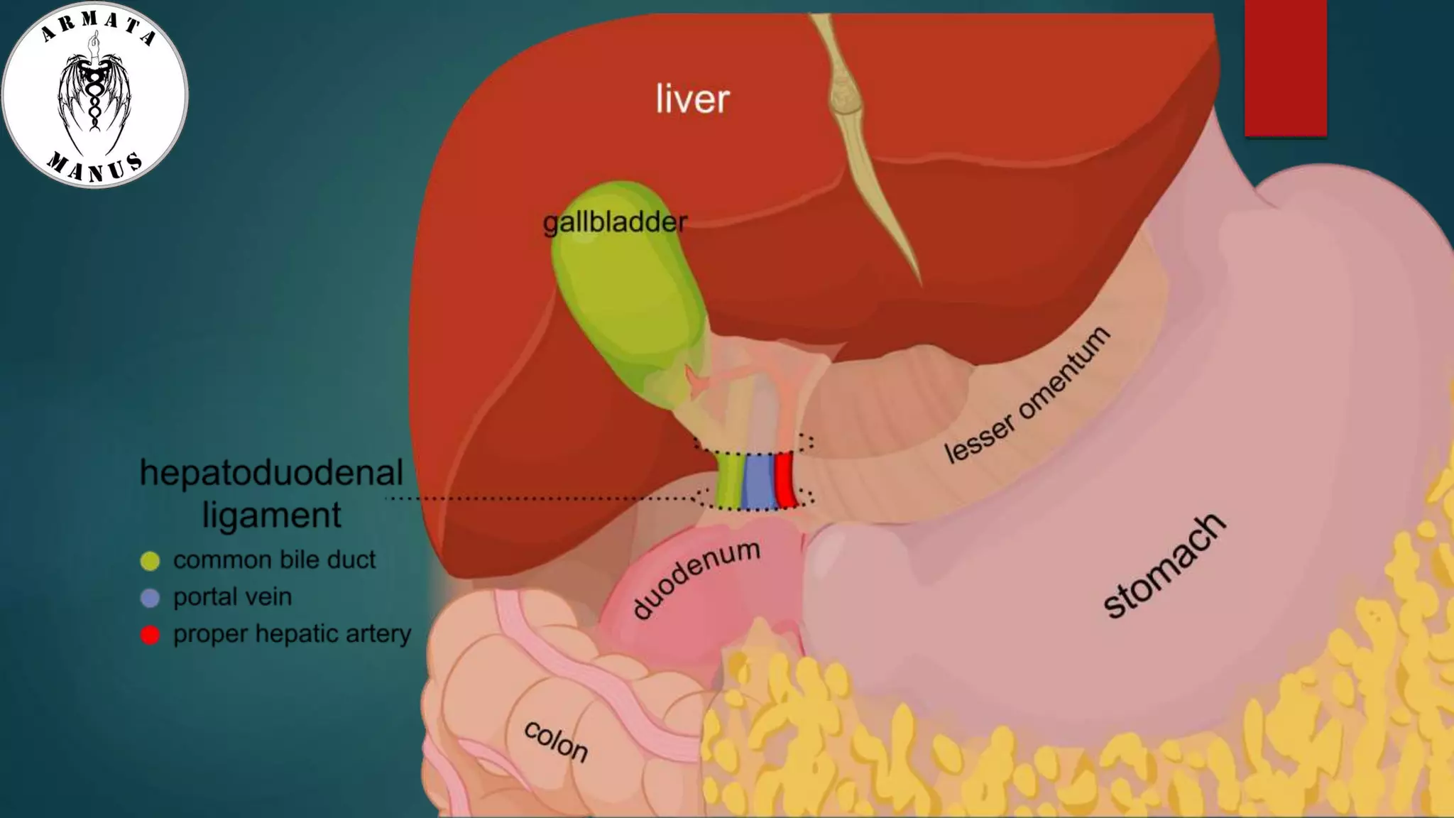 Anatomy of liver hilum | PPTX