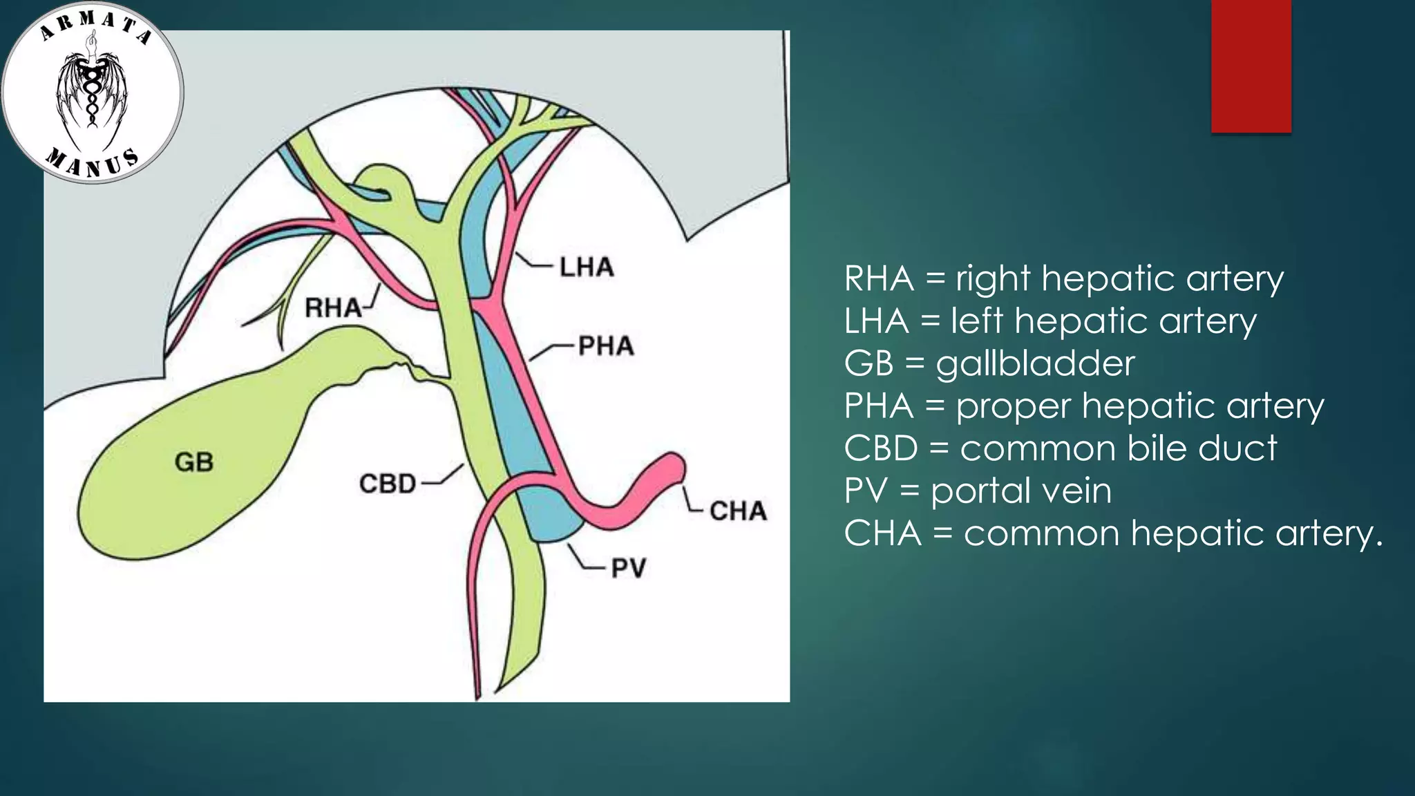 Anatomy of liver hilum | PPTX