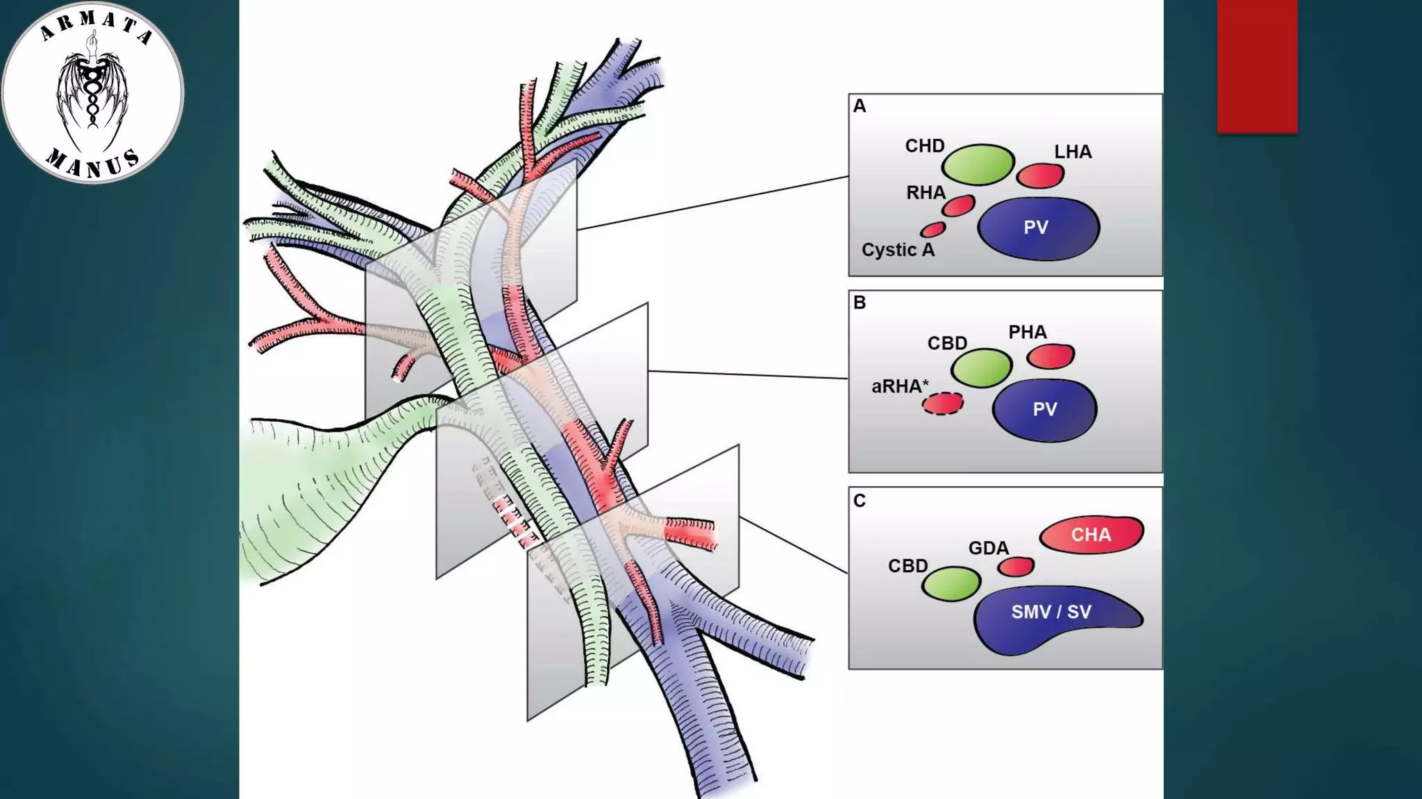 Anatomy of liver hilum | PPTX