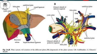 Anatomy of liver hilum | PPTX
