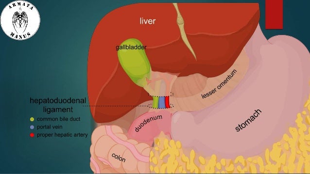 Anatomy of liver hilum