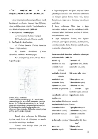 Anatomiye giris ve temel kavramlar | DOC