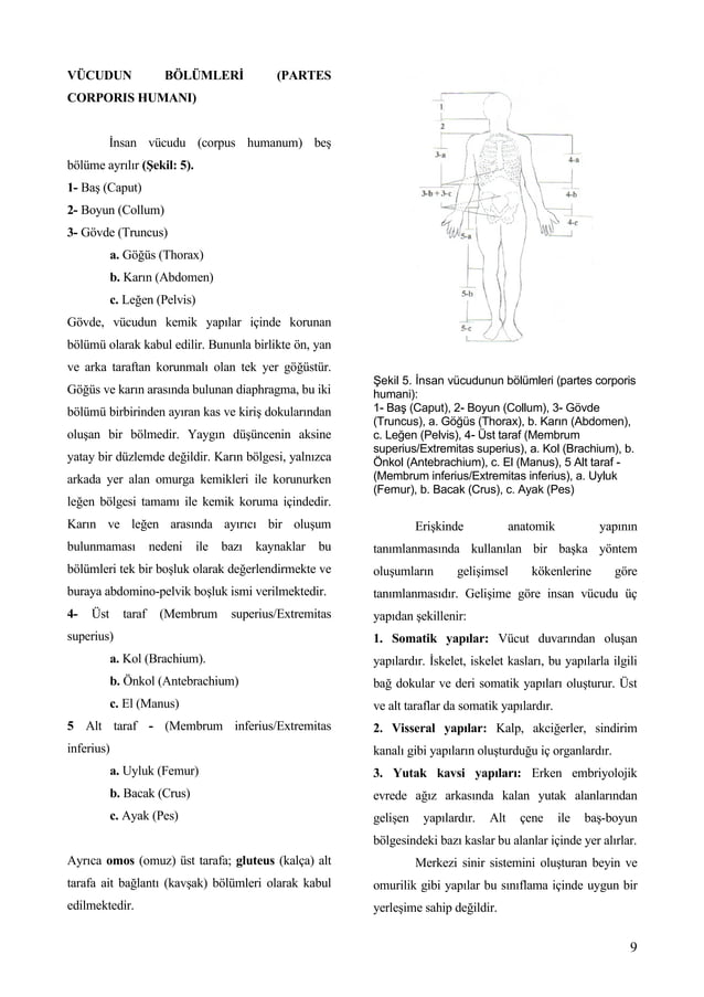 Anatomiye giris ve temel kavramlar | DOC