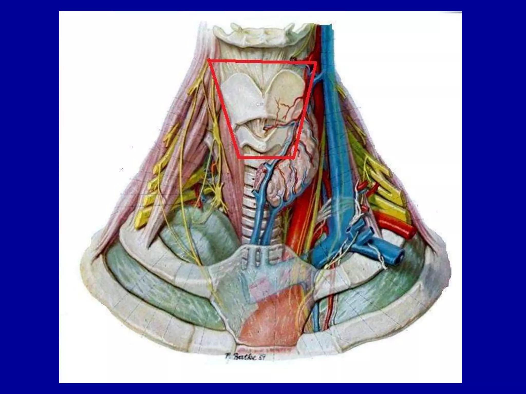 Anatomia e fisiologia della laringe | PPTX