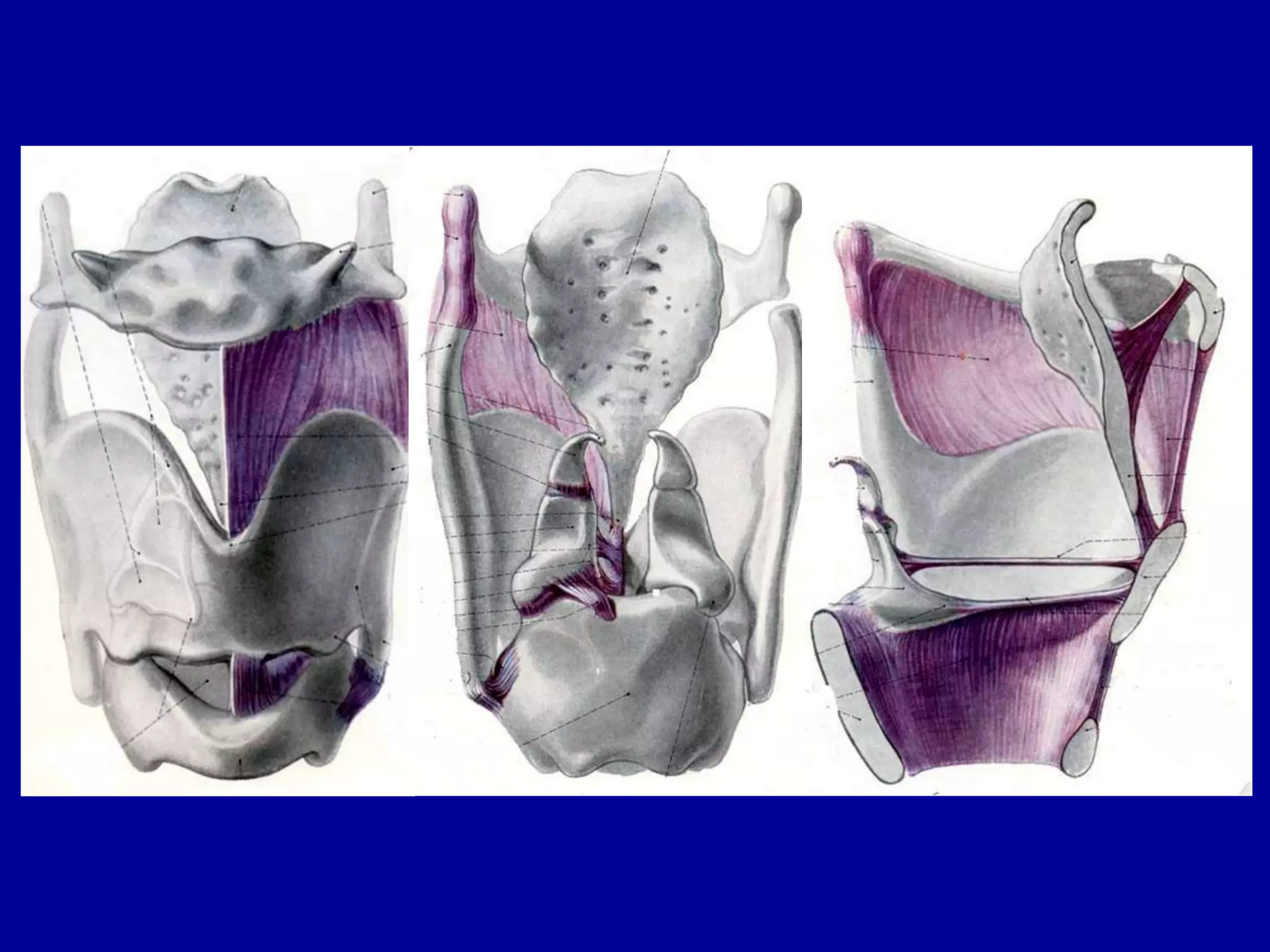 Anatomia e fisiologia della laringe | PPTX