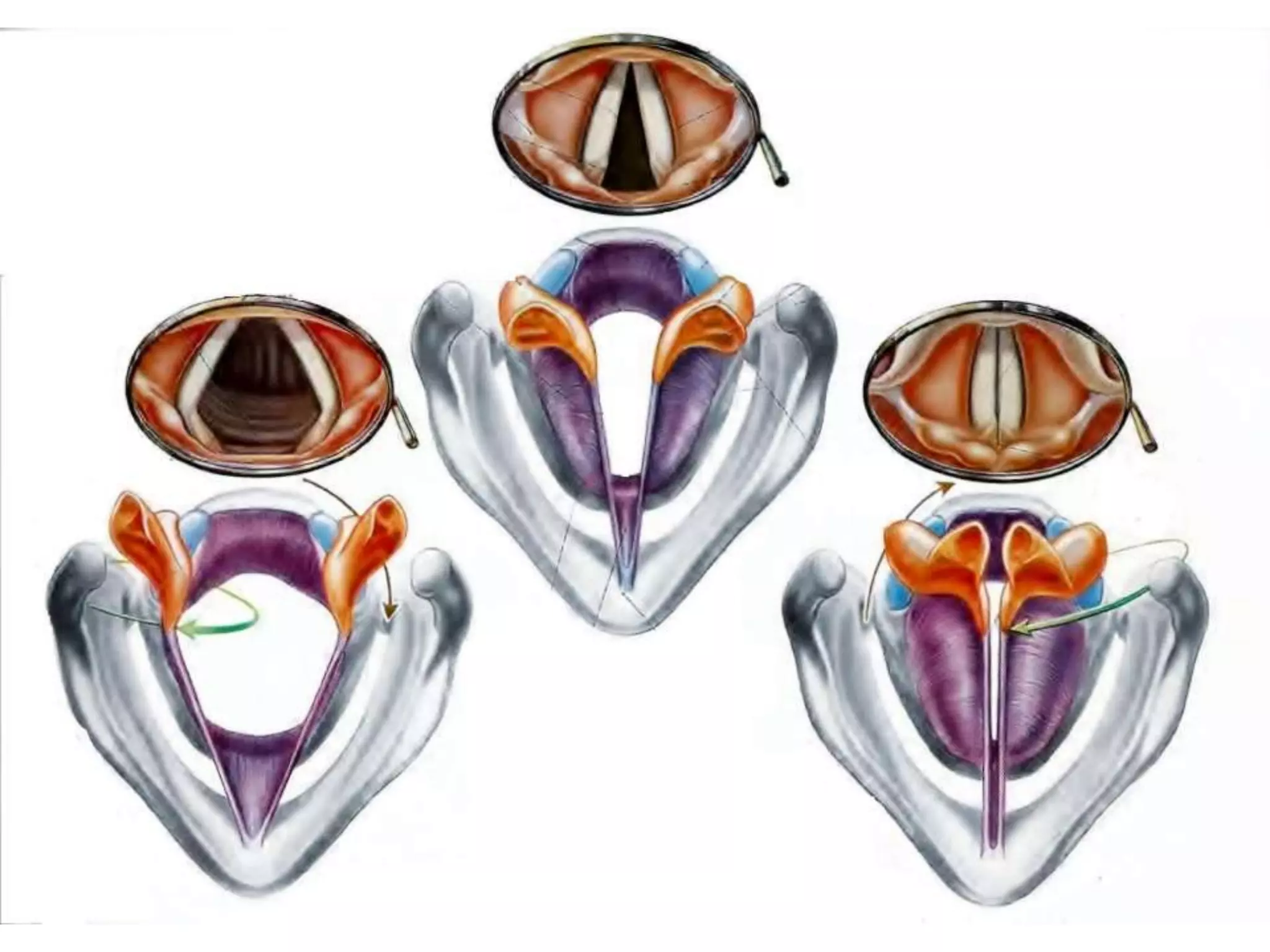 Anatomia e fisiologia della laringe | PPTX