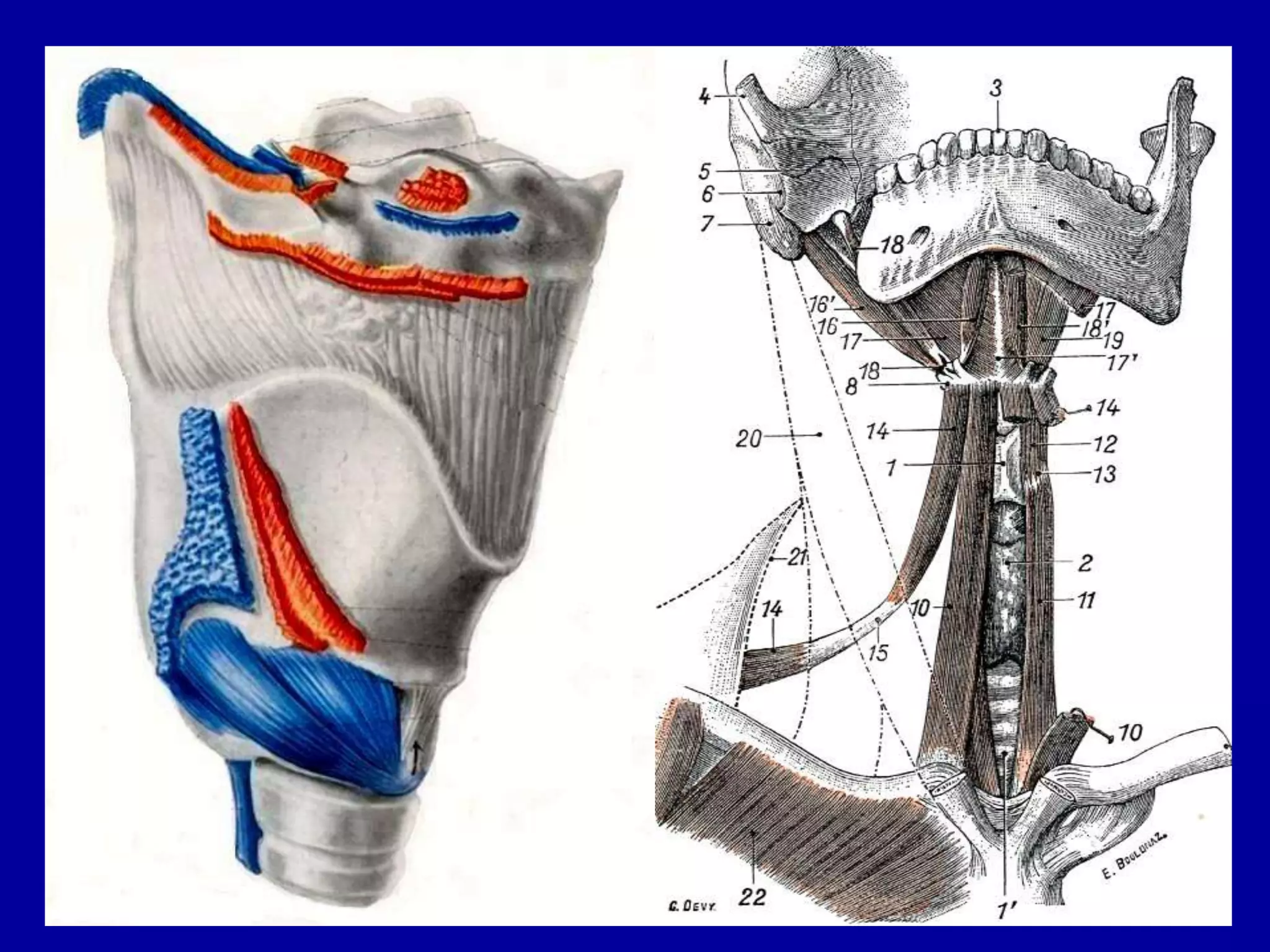 Anatomia e fisiologia della laringe | PPTX