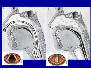 Anatomia e fisiologia della laringe | PPTX