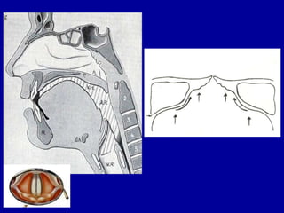 Anatomia e fisiologia della laringe | PPTX