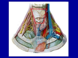 Anatomia e fisiologia della laringe | PPTX