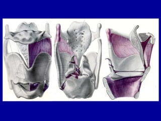 Anatomia e fisiologia della laringe | PPTX