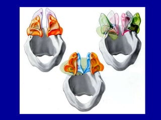 Anatomia e fisiologia della laringe | PPTX