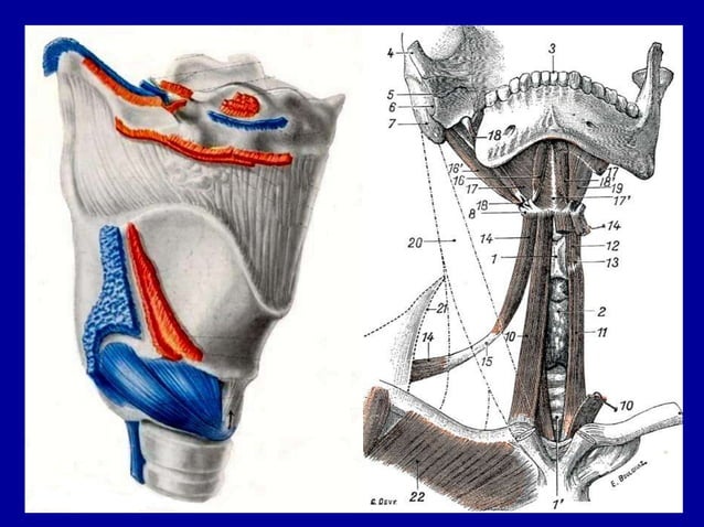 Anatomia e fisiologia della laringe | PPTX