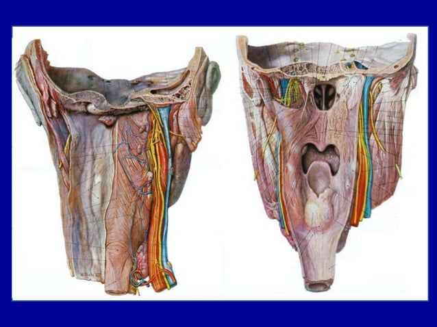Anatomia e fisiologia della laringe | PPTX