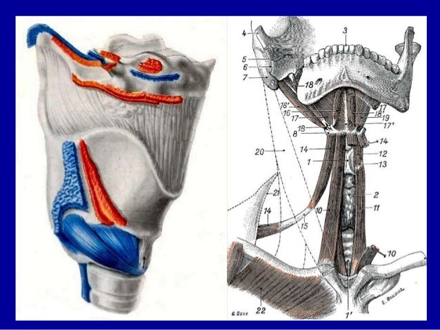 Anatomia e fisiologia della laringe