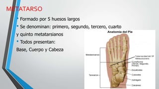Anatomofisiología de los huesos y articulaciones del pie | PPTX