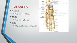 Anatomofisiología de los huesos y articulaciones del pie | PPTX