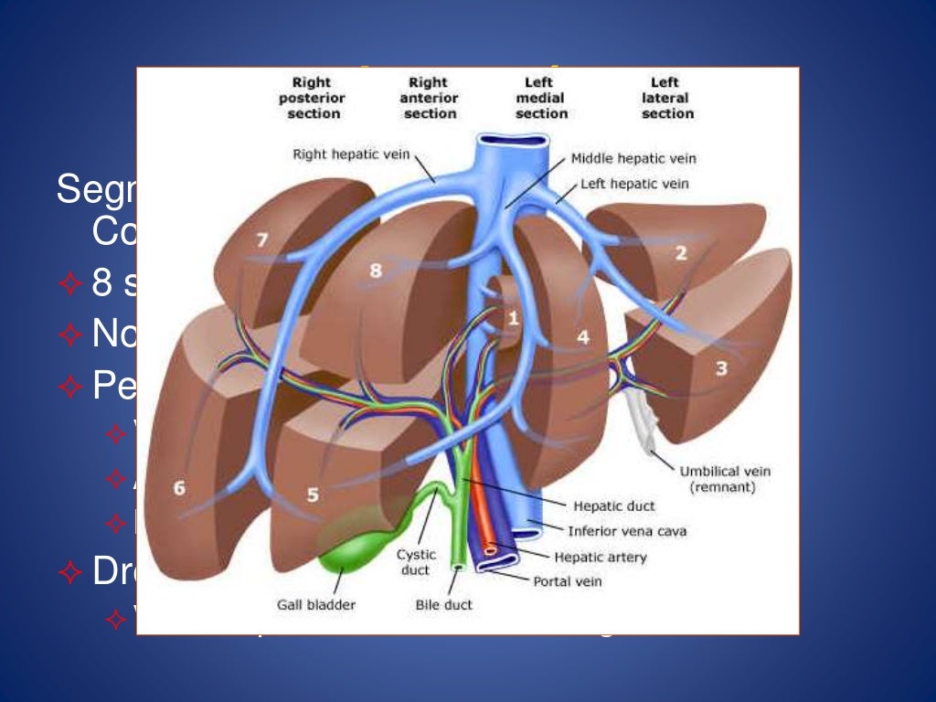 Conceptos básicos de anatomía y fisiología hepática