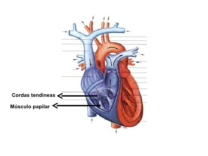 Anatomofisiologia Do Sistema Cardiovascular Aula05