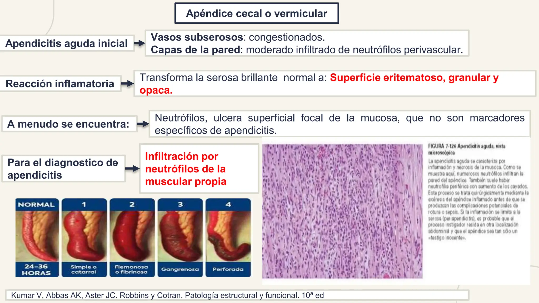 ANATOMOPATOLOGIA DEL APENDICE VERMIFORME.pptx