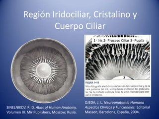 Anatomía del globo ocular | PPTX