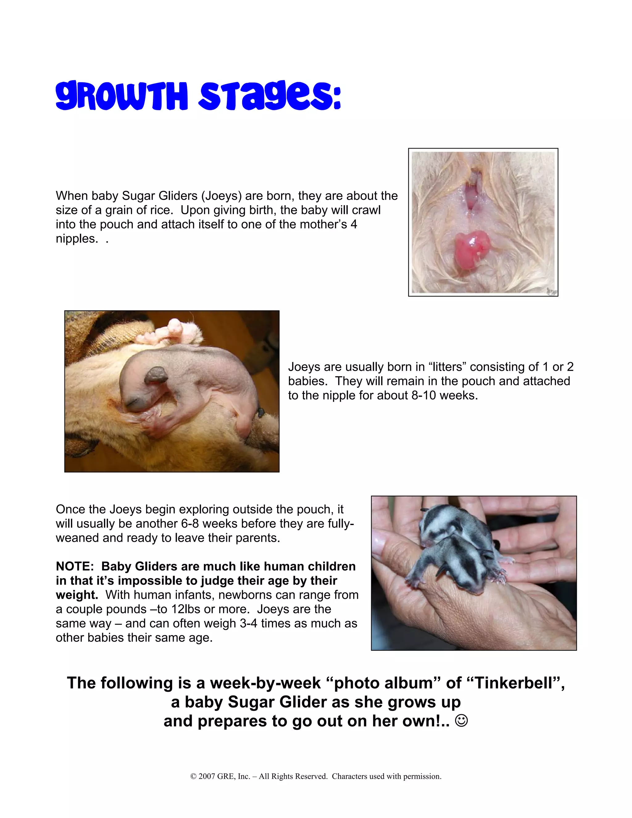 Anatomy 101-report | PDF