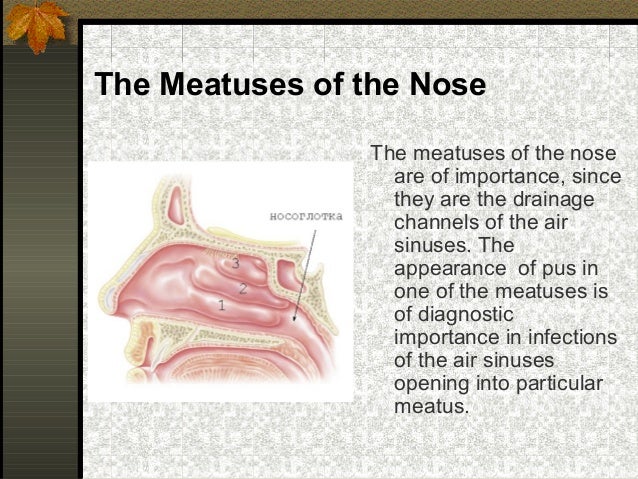 Anatomy 110223050305-phpapp01