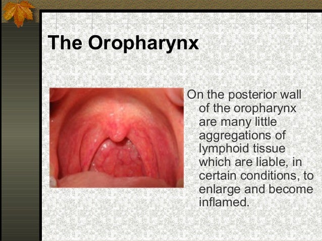 Anatomy 110223050305-phpapp01