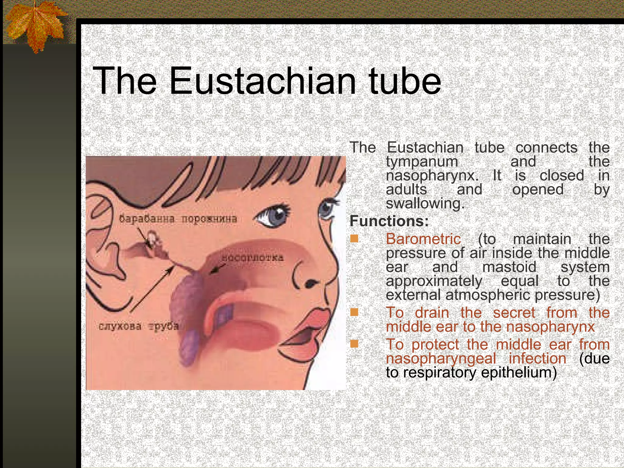 Anatomy and physiology of ENT organs | PPT