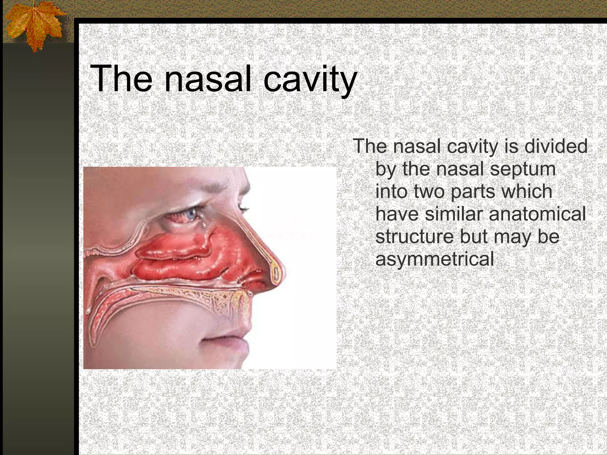 Anatomy and physiology of ENT organs | PPT