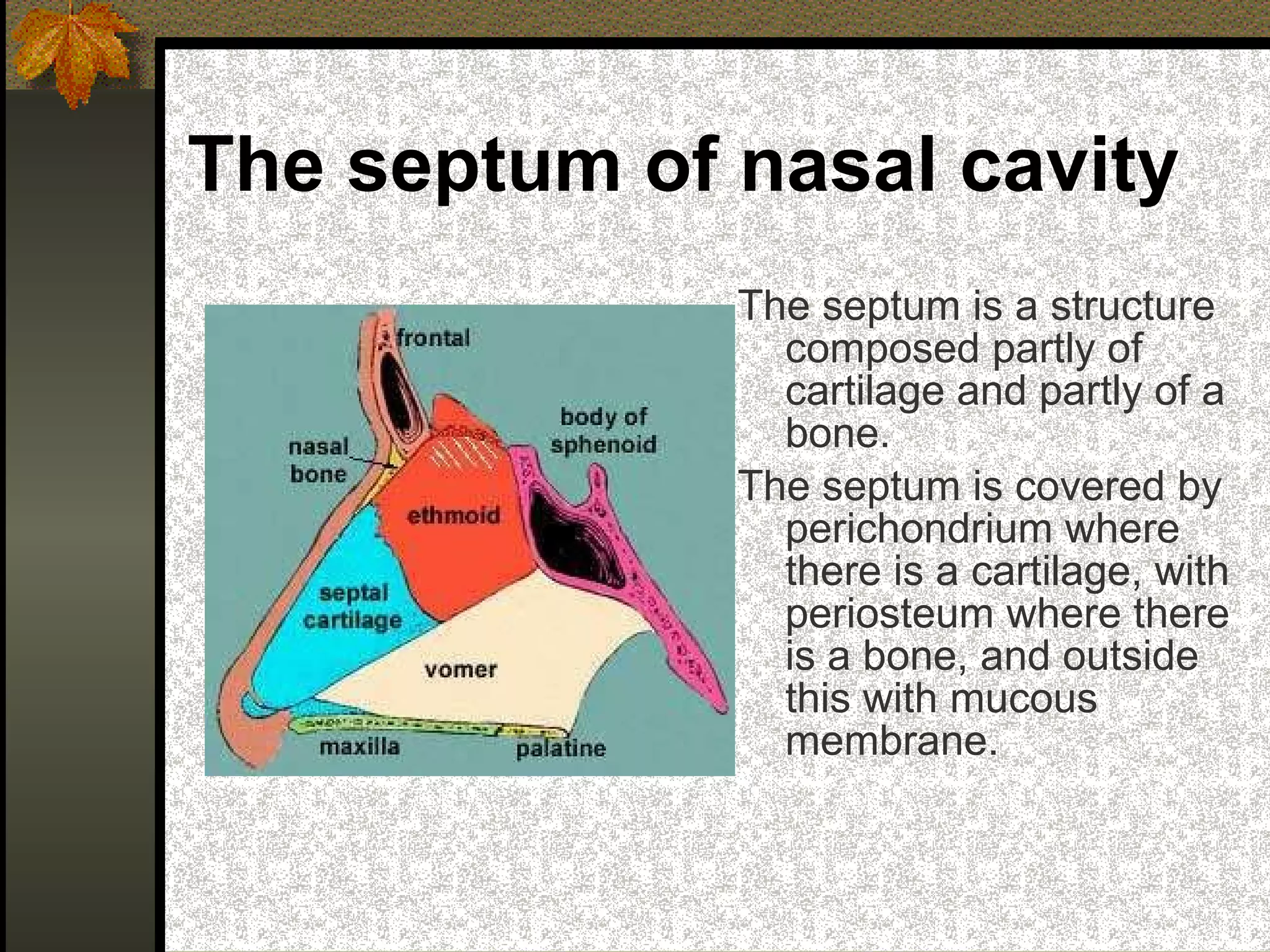 Anatomy and physiology of ENT organs | PPT