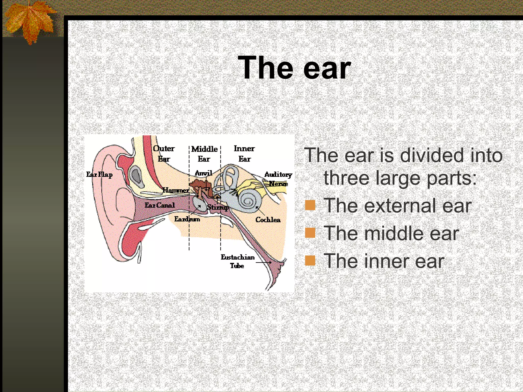Anatomy and physiology of ENT organs | PPT