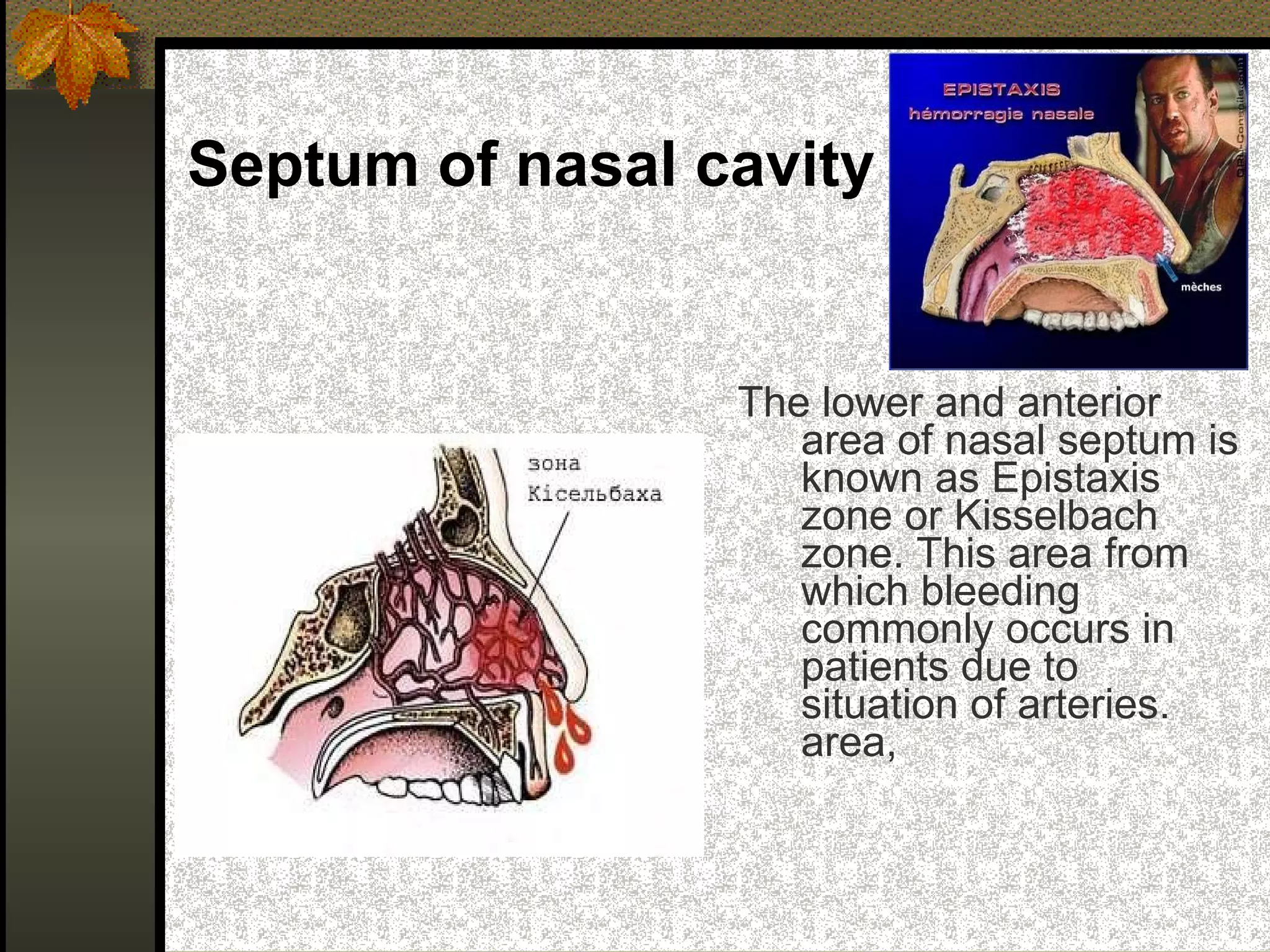 Anatomy and physiology of ENT organs | PPT