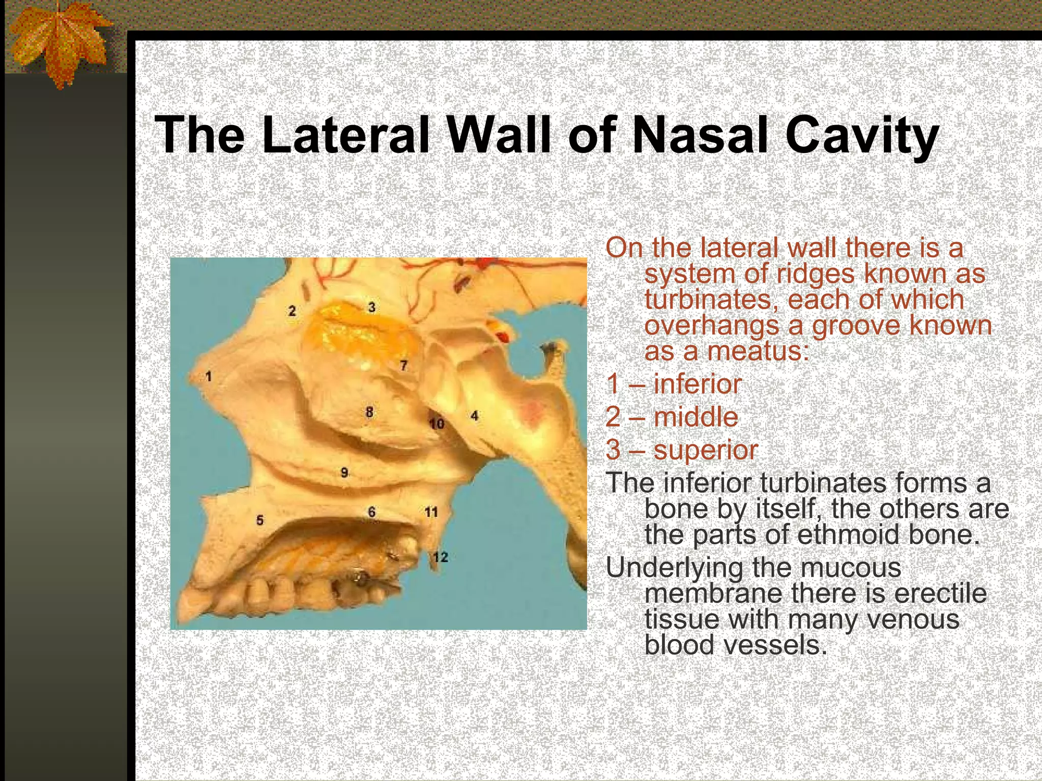 Anatomy and physiology of ENT organs | PPT
