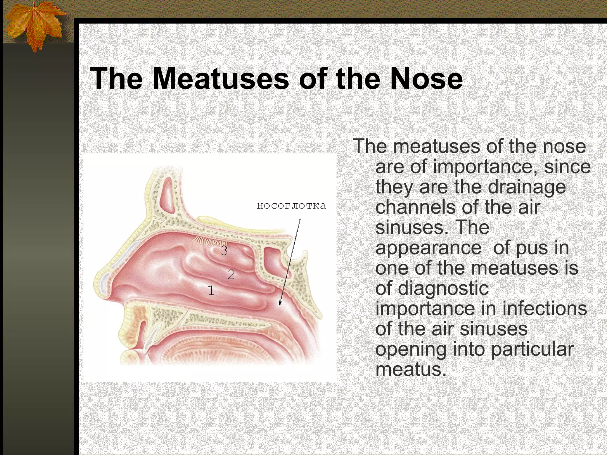 Anatomy and physiology of ENT organs | PPT