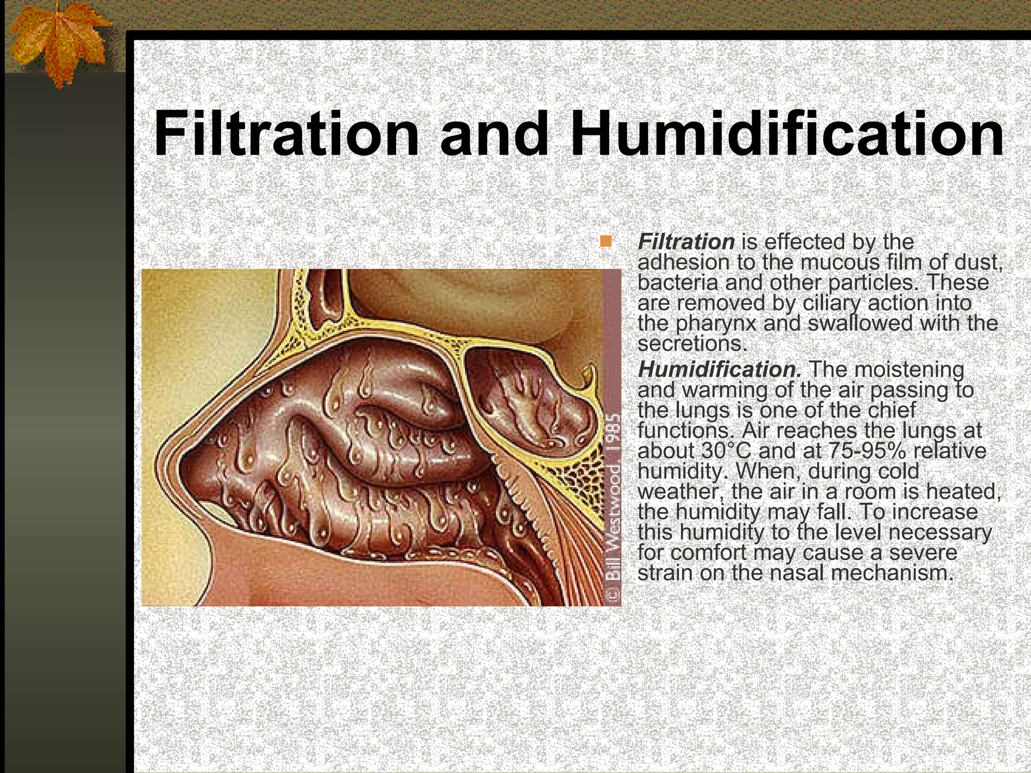 Anatomy and physiology of ENT organs | PPT