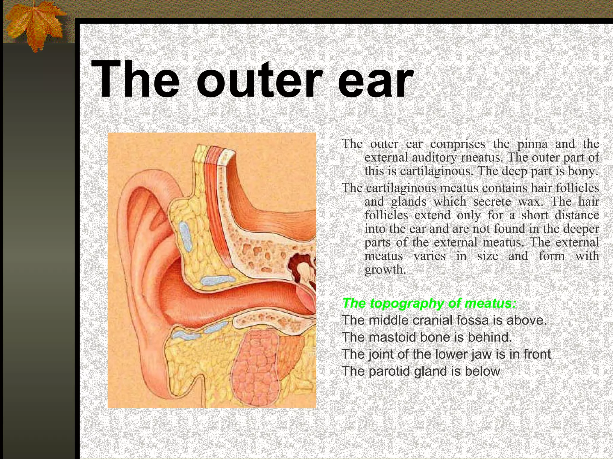 Anatomy and physiology of ENT organs | PPT