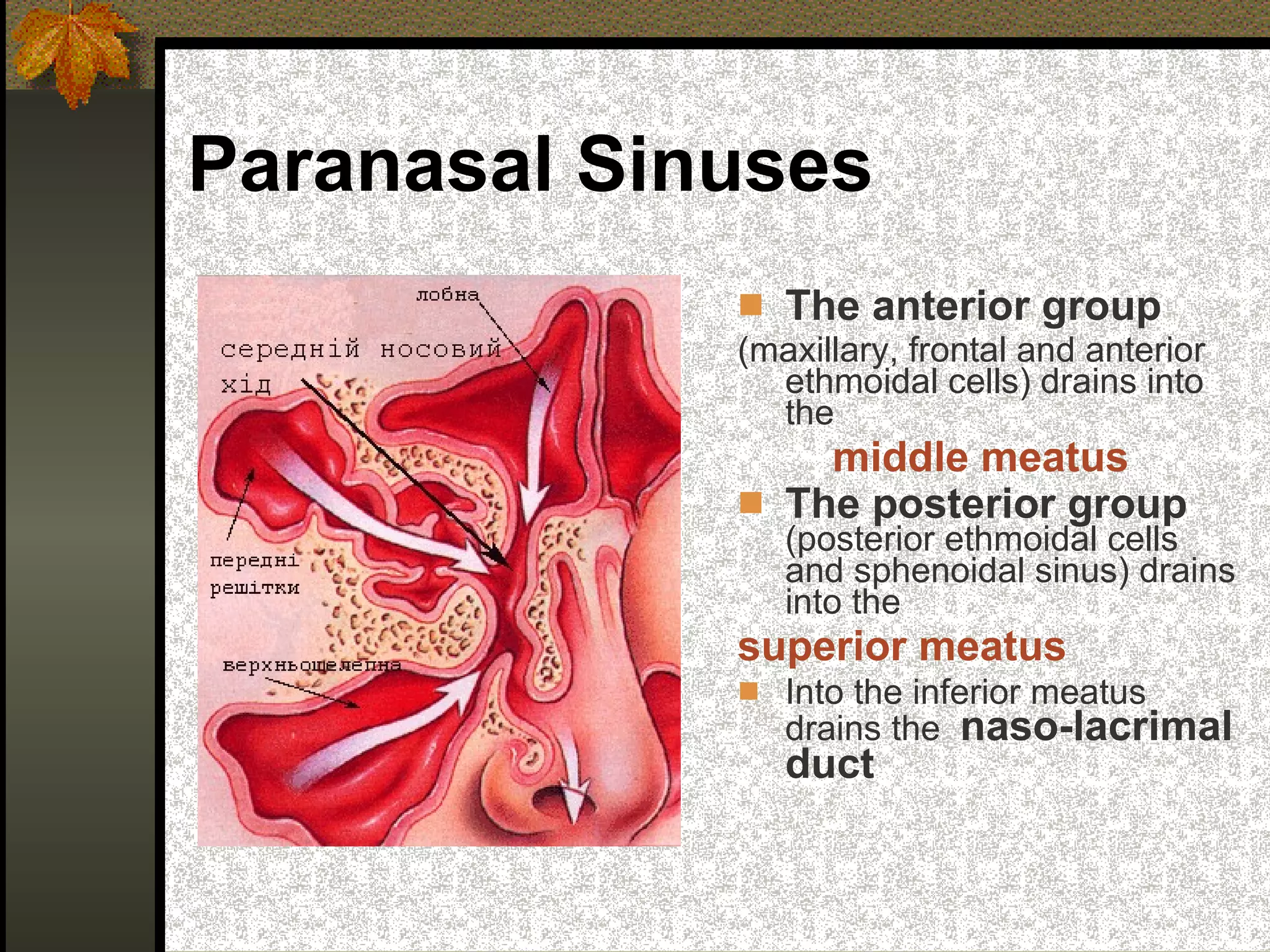 Anatomy and physiology of ENT organs | PPT