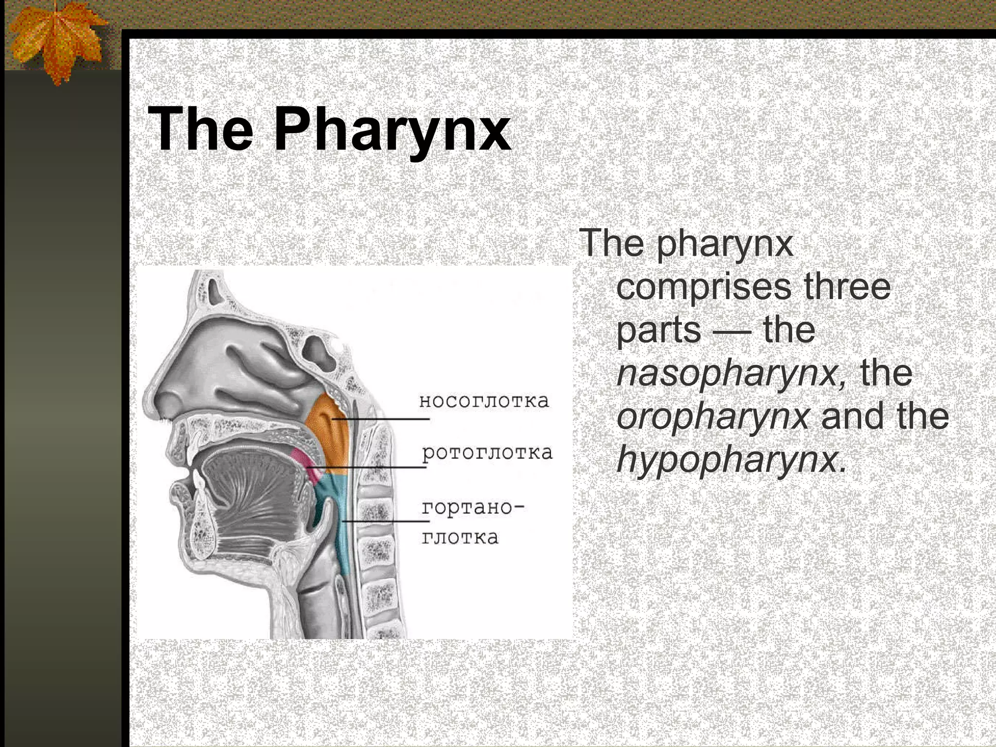 Anatomy and physiology of ENT organs | PPT