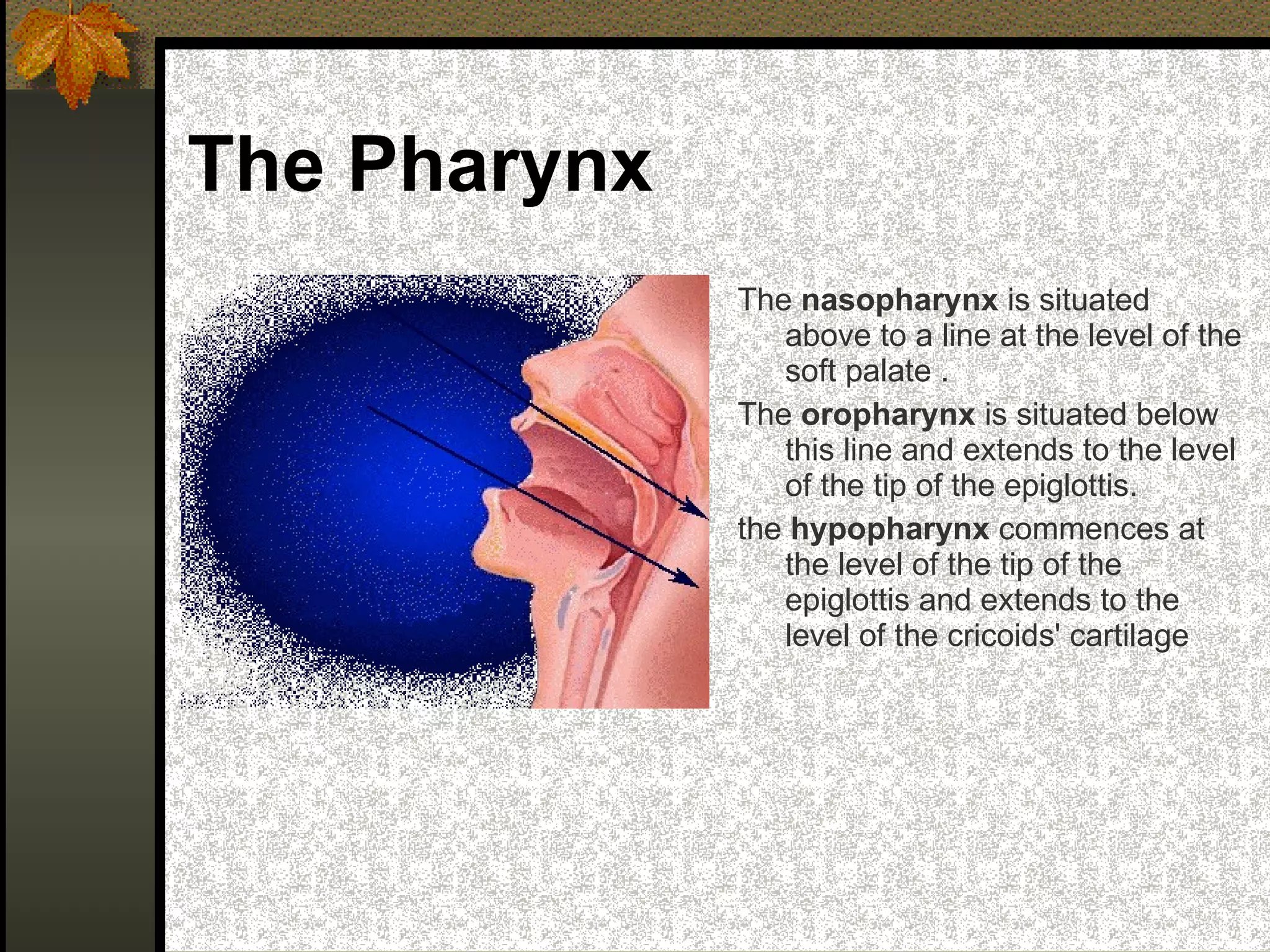 Anatomy and physiology of ENT organs | PPT