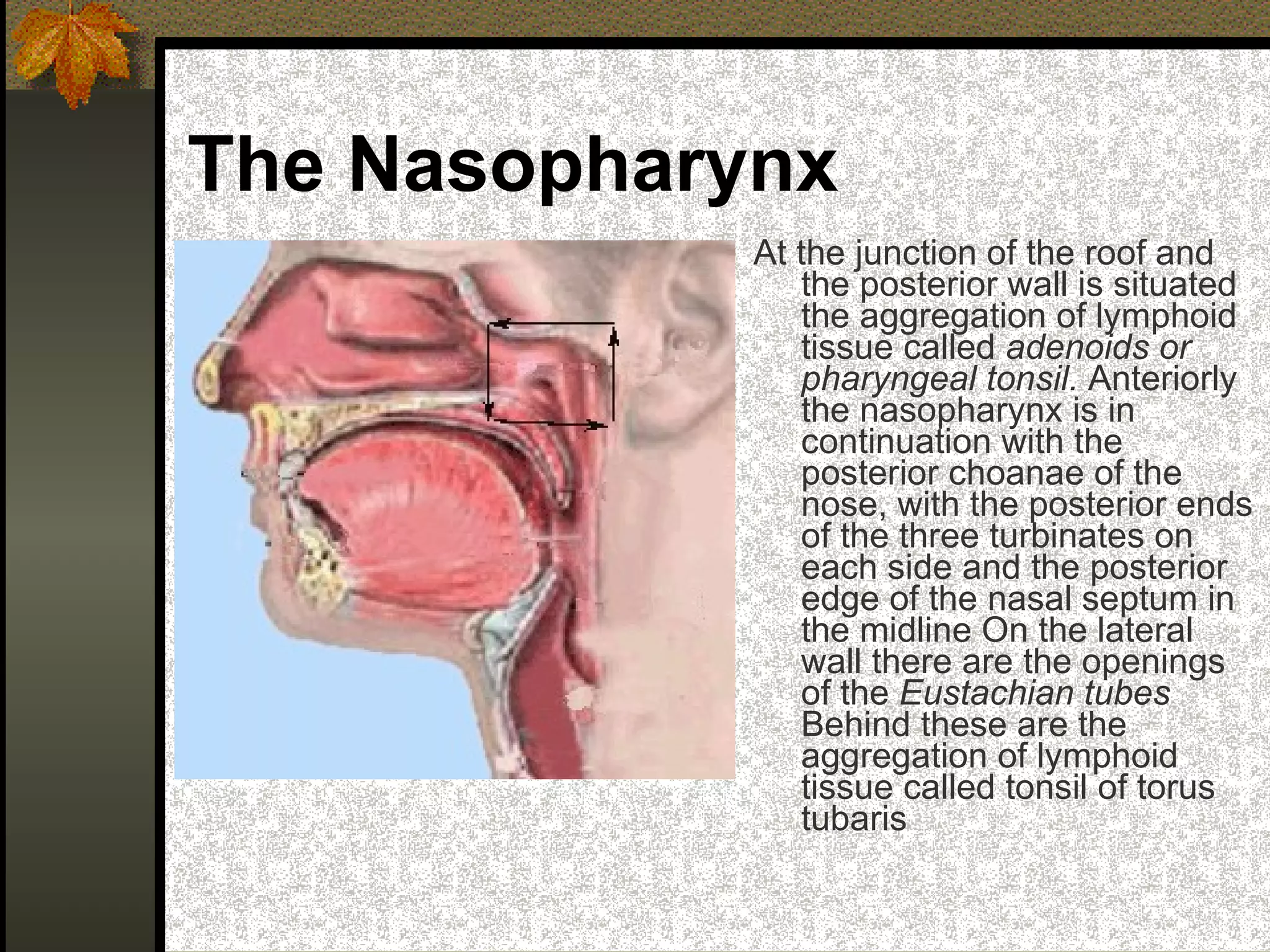 Anatomy and physiology of ENT organs | PPT