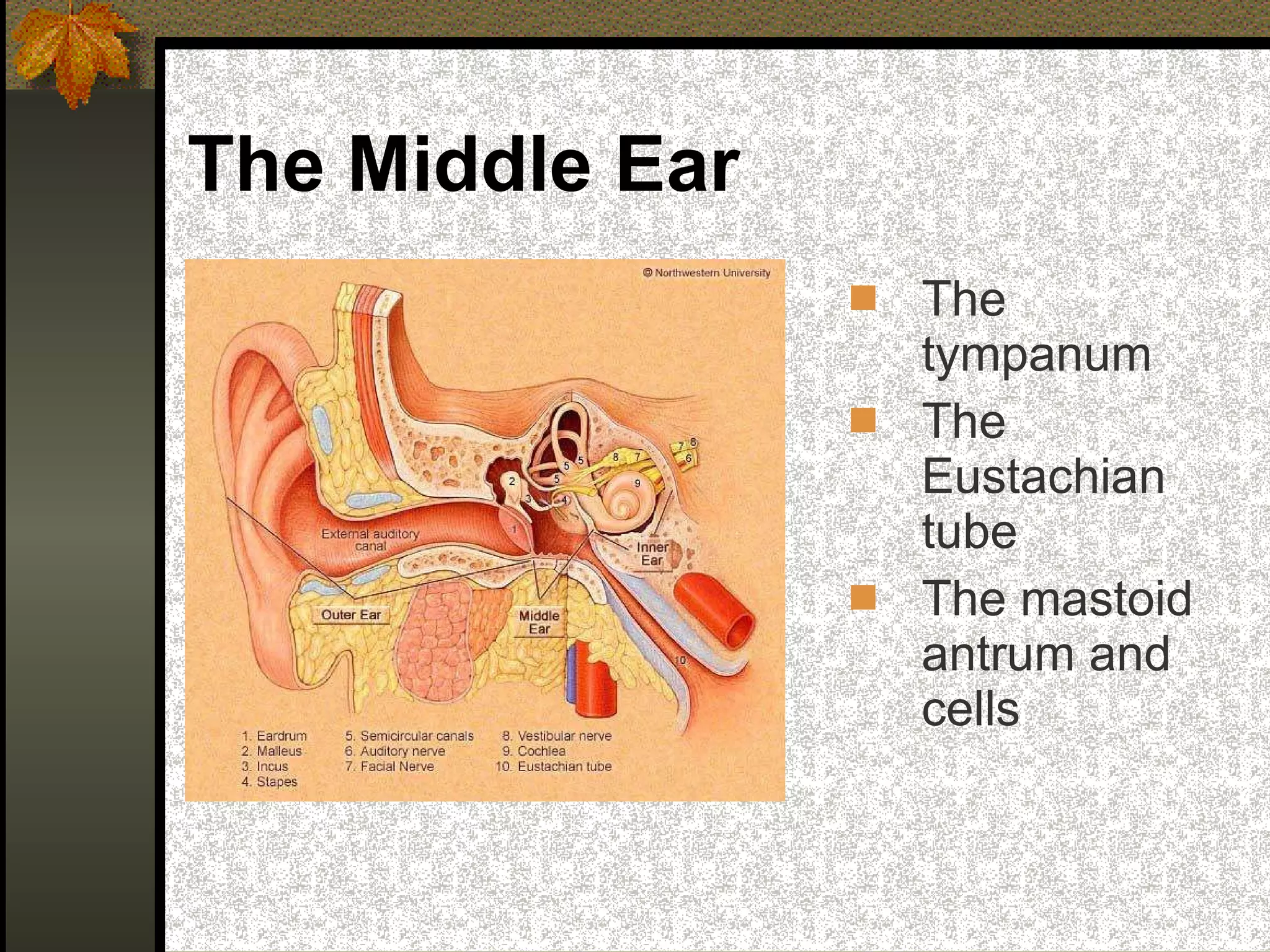 Anatomy and physiology of ENT organs | PPT