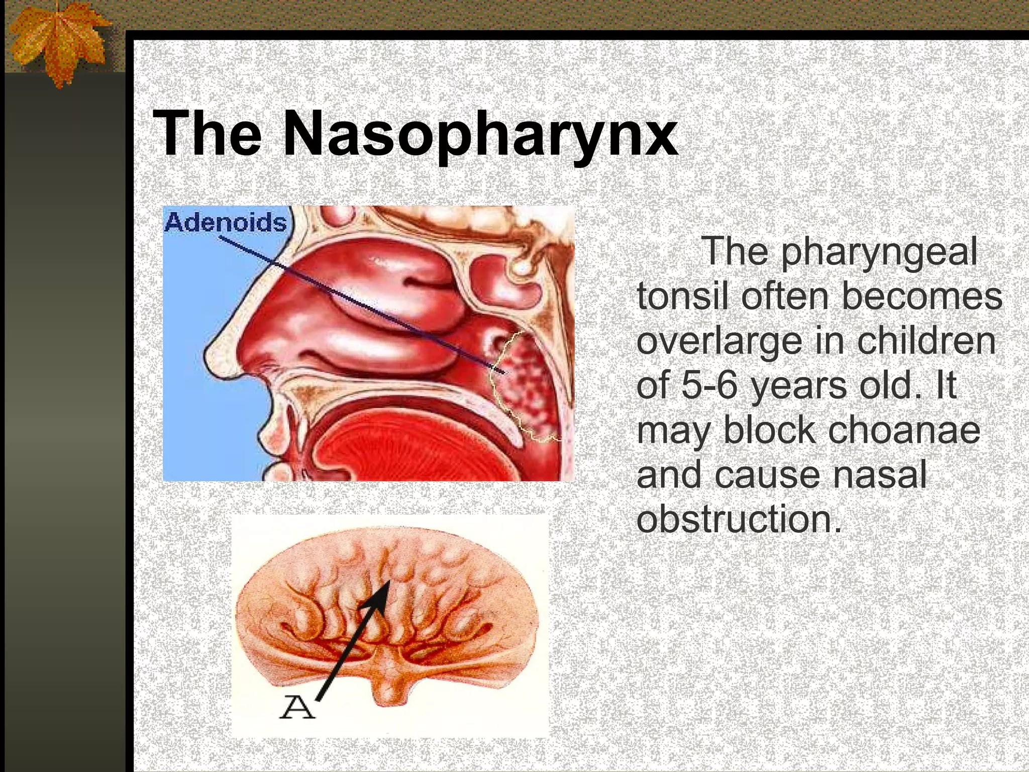 Anatomy and physiology of ENT organs | PPT