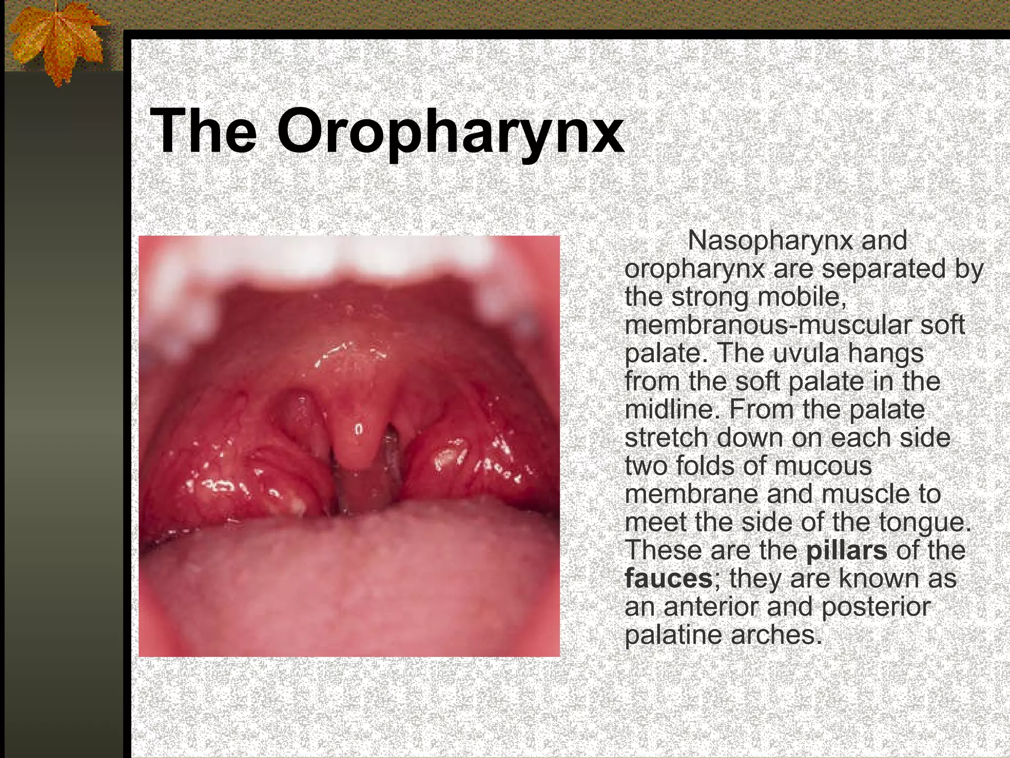 Anatomy and physiology of ENT organs | PPT