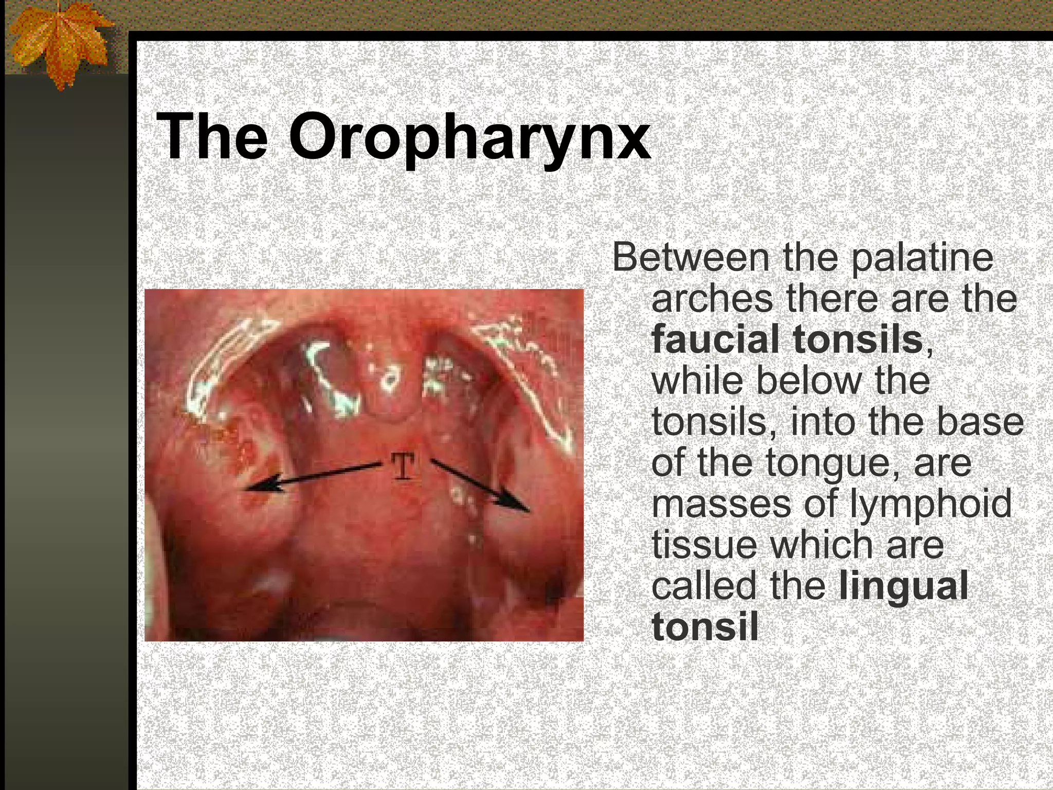 Anatomy and physiology of ENT organs | PPT
