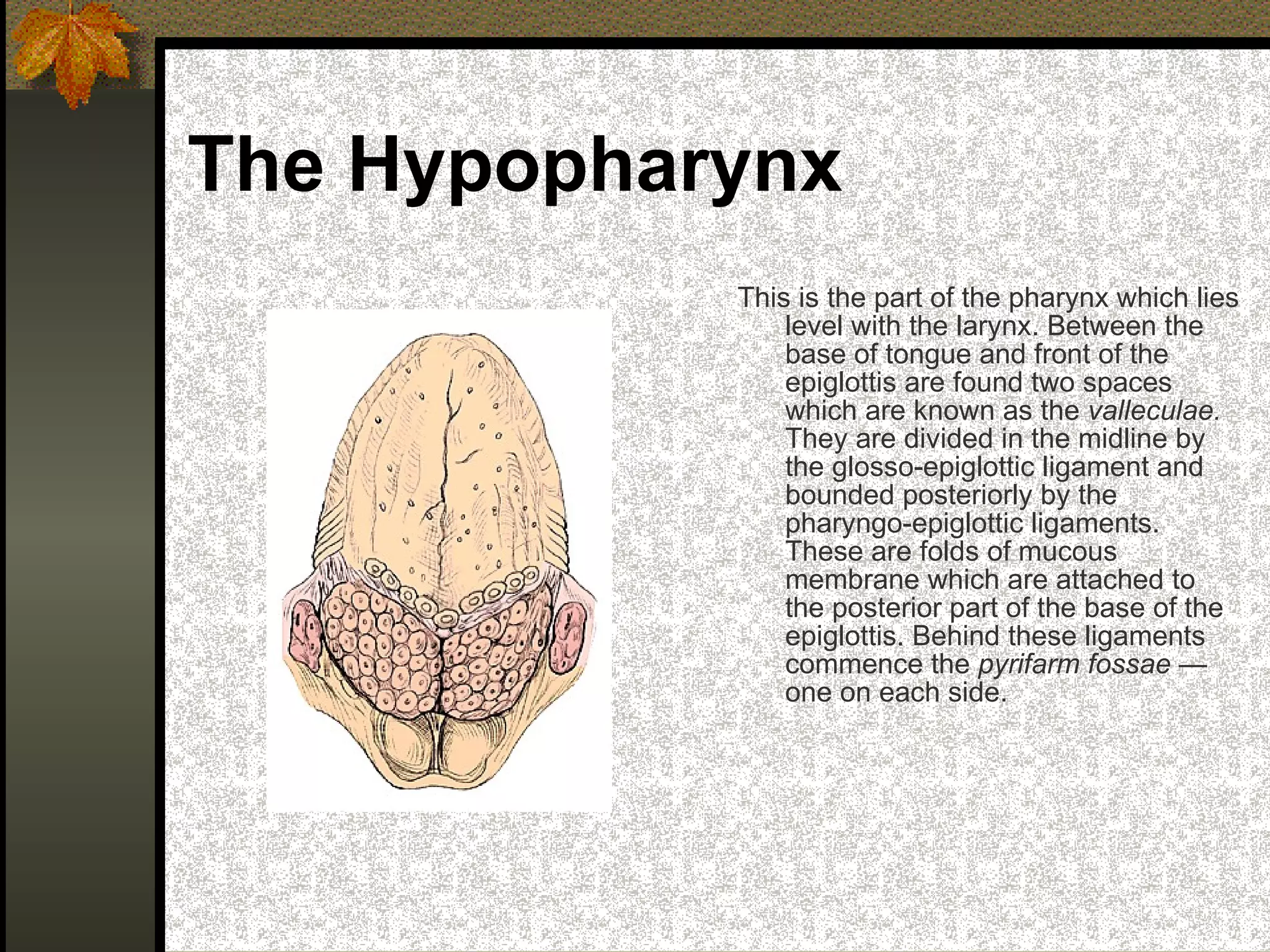 Anatomy and physiology of ENT organs | PPT